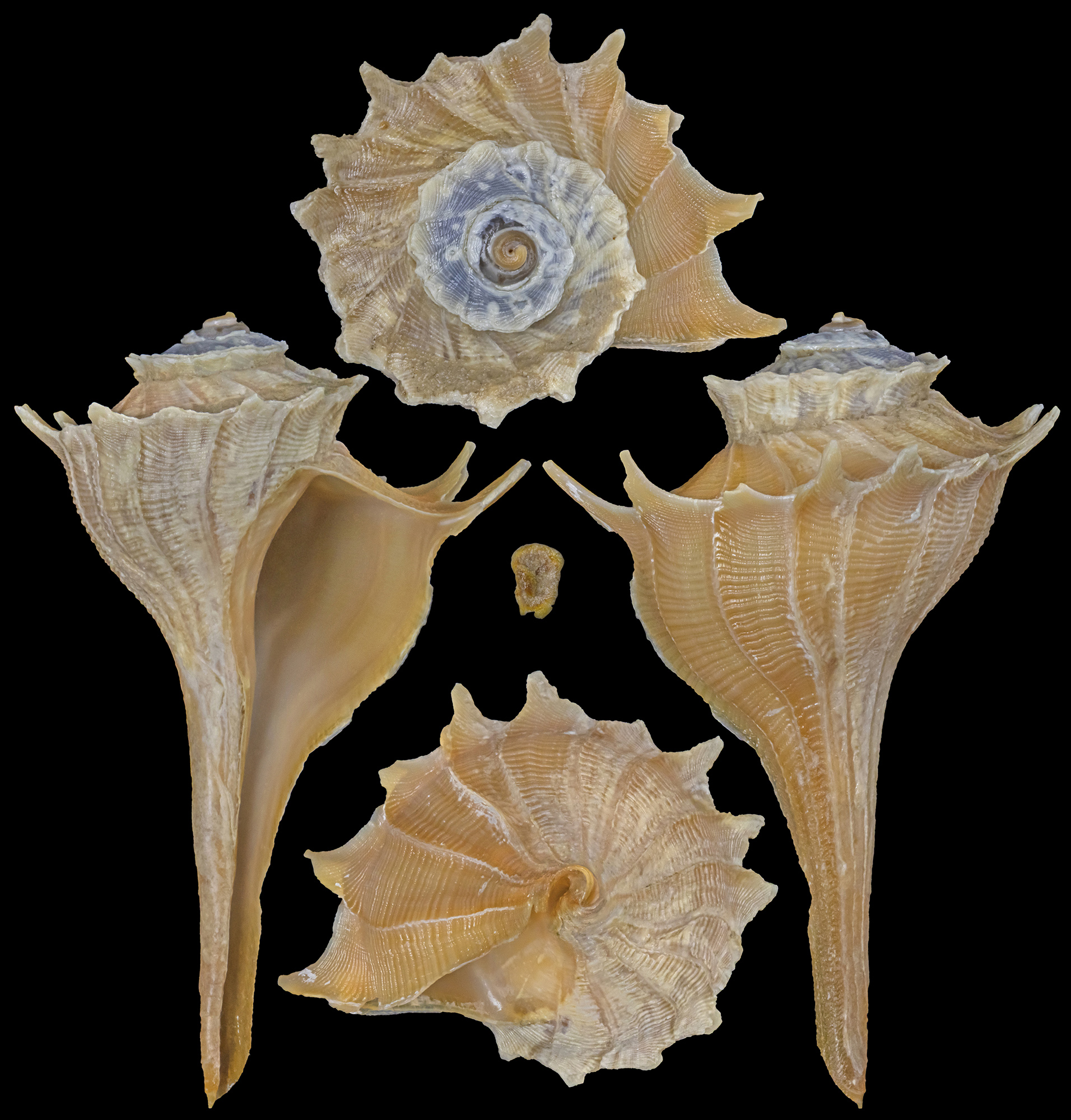 The Chong Chen Archives | ConchologyTHALASSOCYONIDAE THALASSOCYON BONUS
