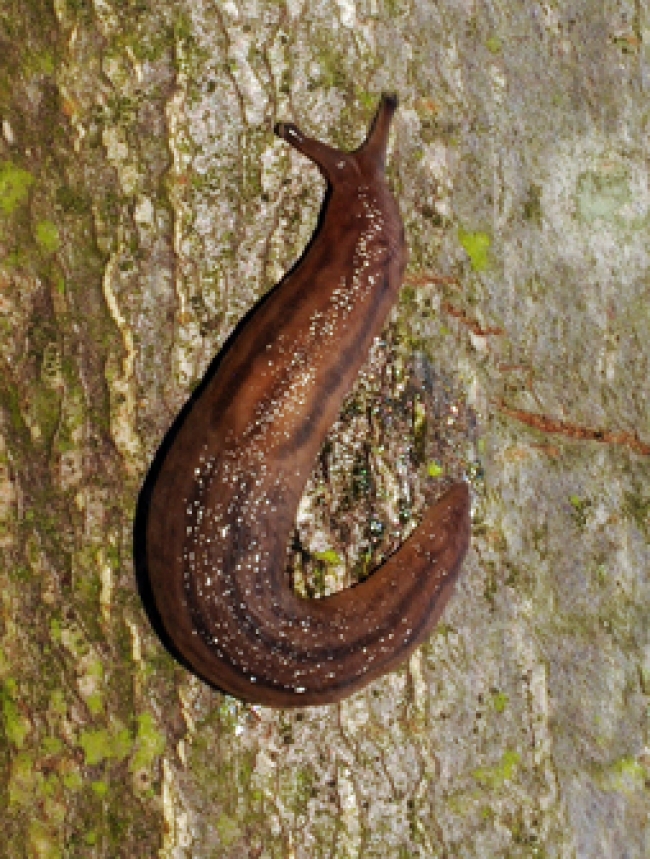 LIMACIDAE , Ambigolimax valentianus