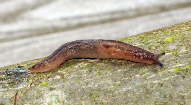 LIMACIDAE , Ambigolimax valentianus