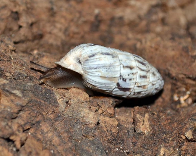 CERIONIDAE , Cerion species