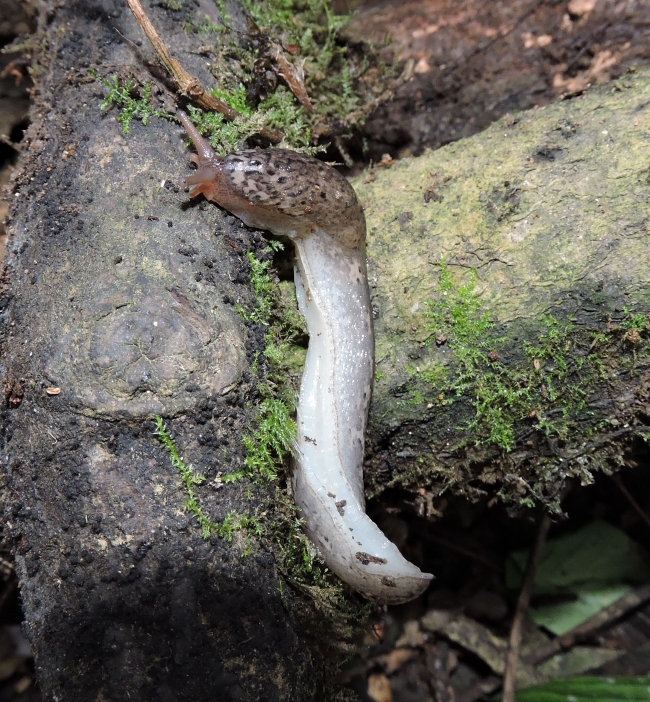 LIMACIDAE , Limax maximus
