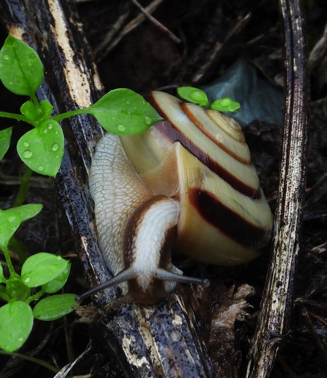 CAMAENIDAE , Euhadra subnimbosa