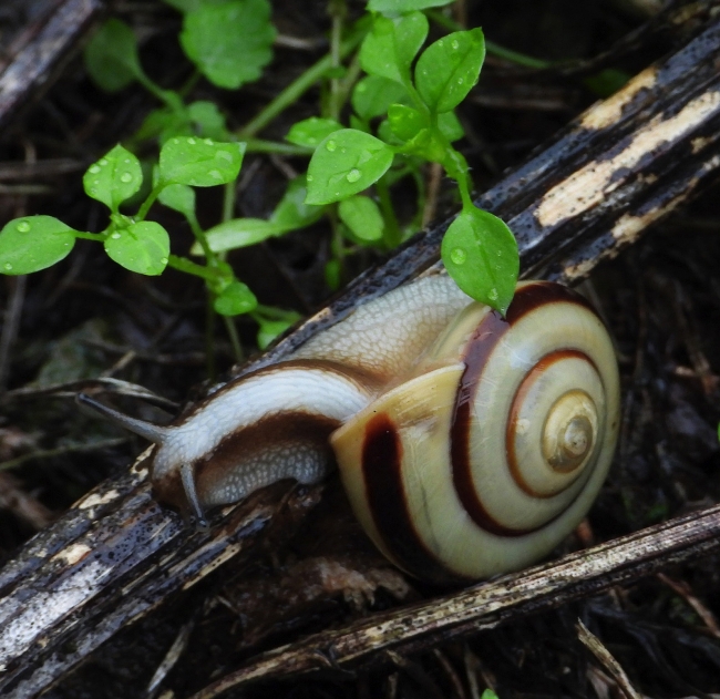 CAMAENIDAE , Euhadra subnimbosa