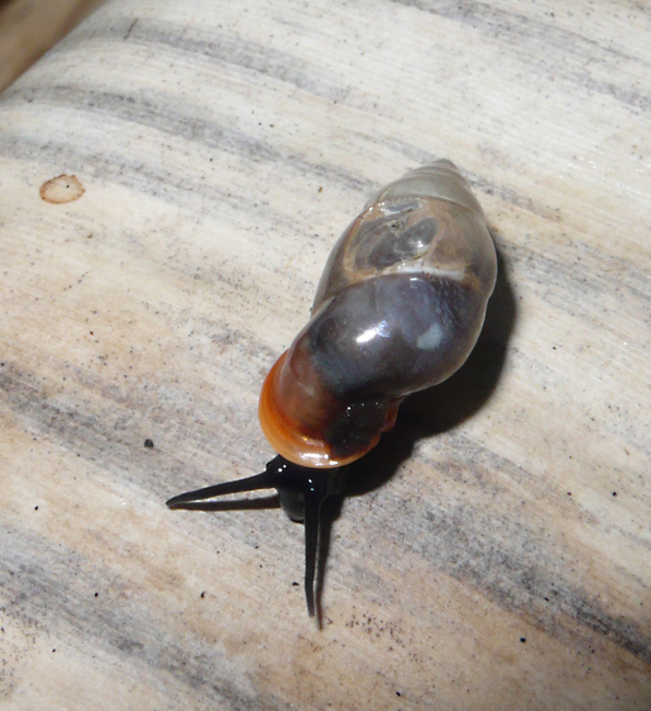 PUPINIDAE , Pupa fusca erythrostoma