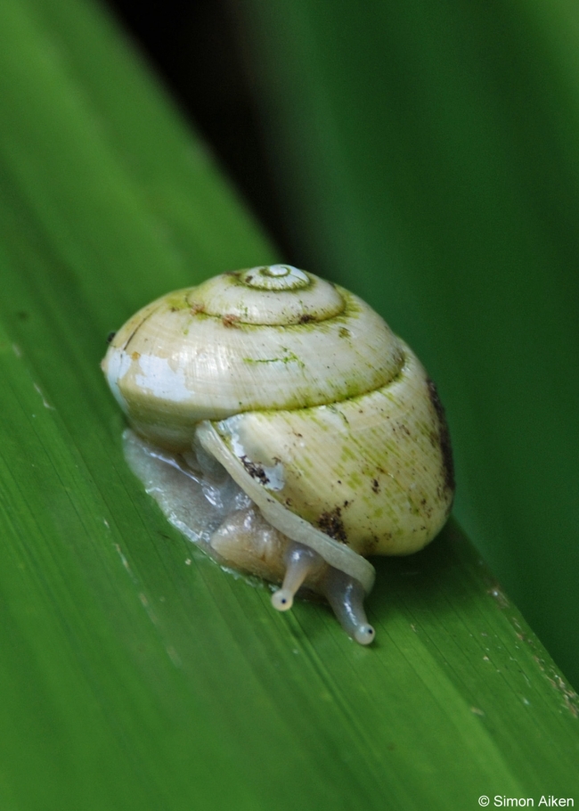 CAMAENIDAE , Papuina fringilla