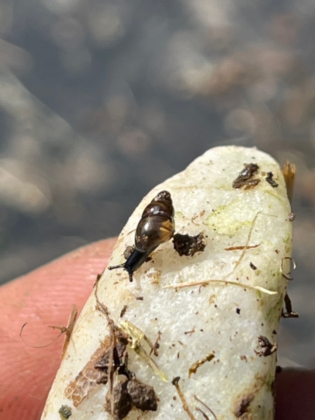 COCHLICOPIDAE , Cochlicopa lubrica