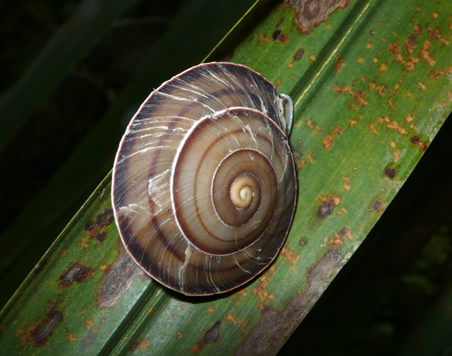 CAMAENIDAE , Obba parmula