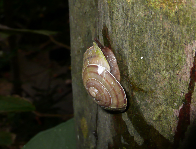 CAMAENIDAE , Obba parmula