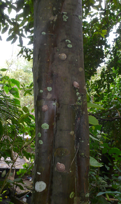 CAMAENIDAE , Obba parmula