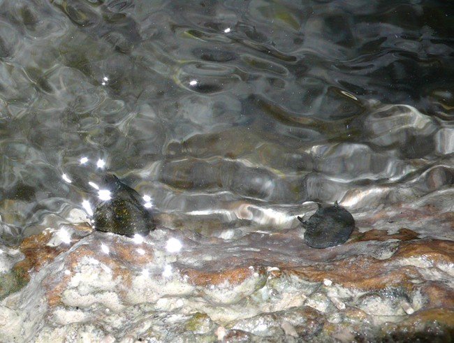 NERITIDAE , Clithon corona