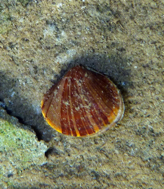 CYRENIDAE , Corbicula squalida