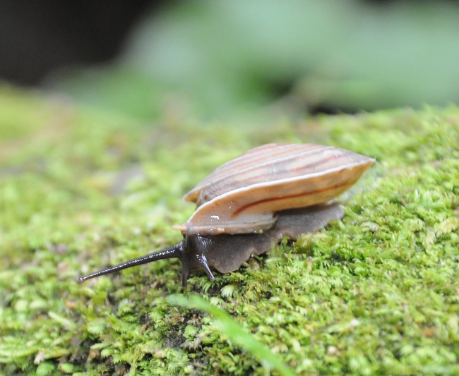 CAMAENIDAE , Obba parmula cf.